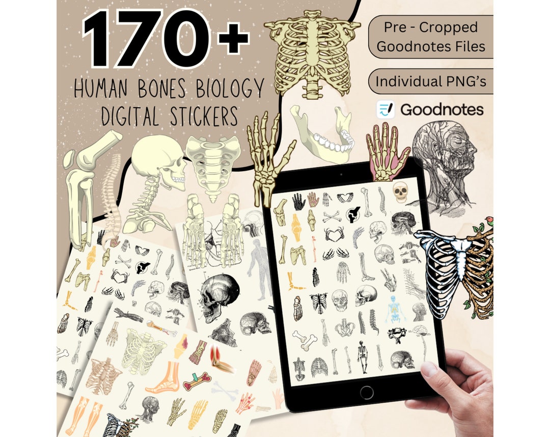 170 + Bones Digital Stickers, Human Body Stickers, Medical Stickers ...