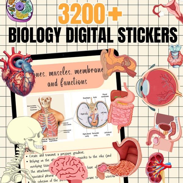 Human Body Stickers - Etsy