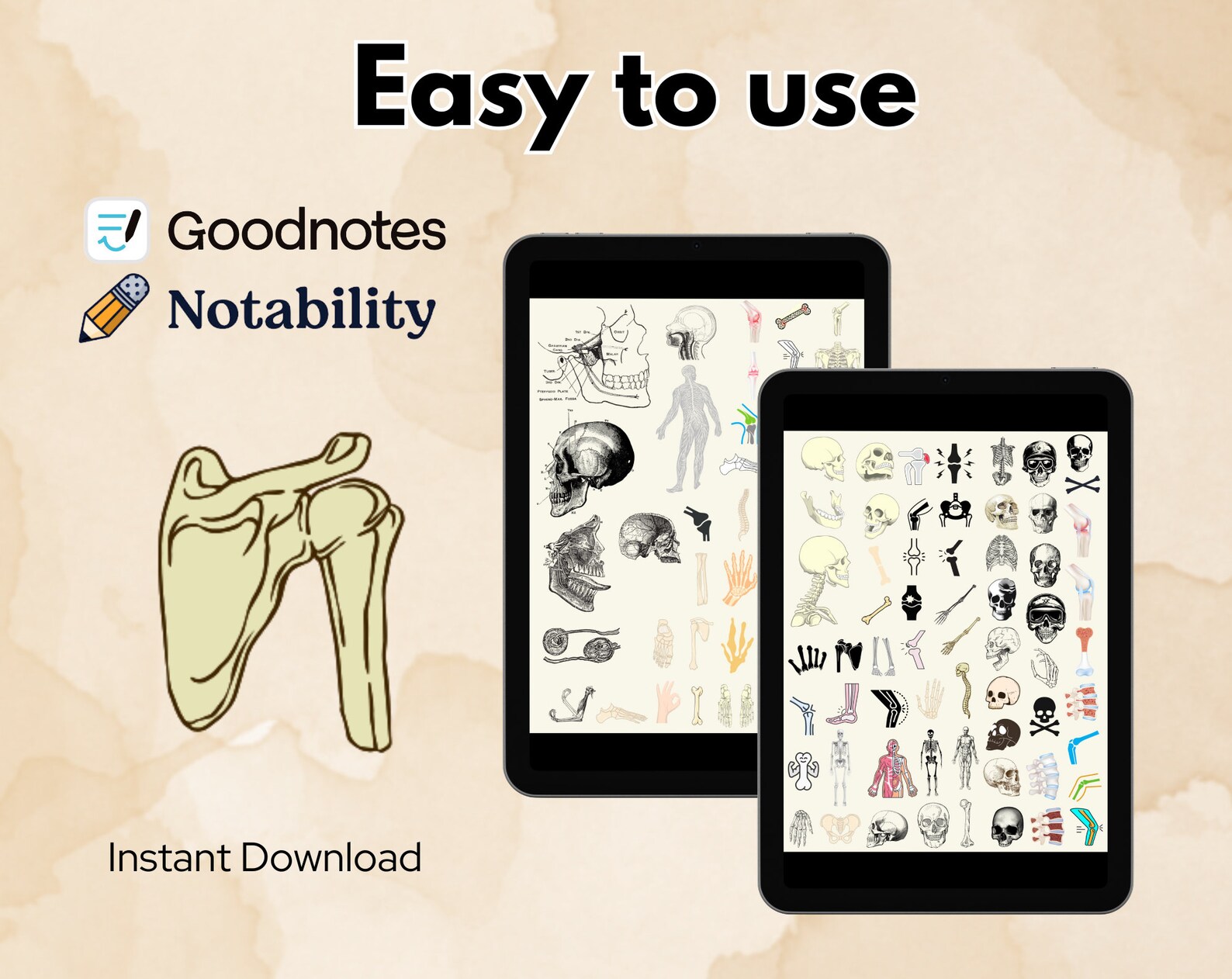 170 + Bones Digital Stickers, Human Body Stickers, Medical Stickers ...