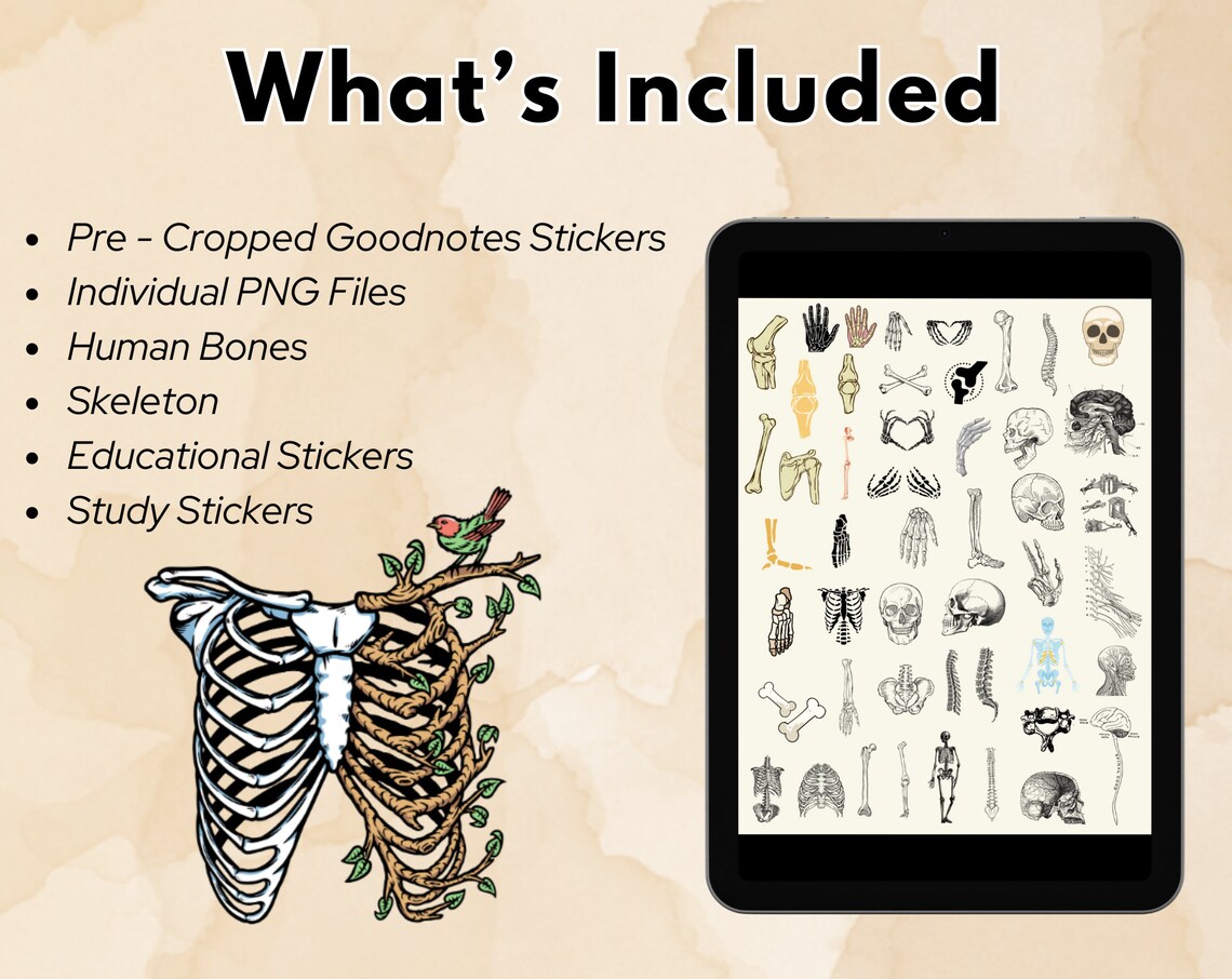 170 + Bones Digital Stickers, Human Body Stickers, Medical Stickers ...