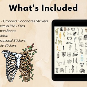 170 + Bones Digital Stickers, Human Body Stickers, Medical Stickers ...