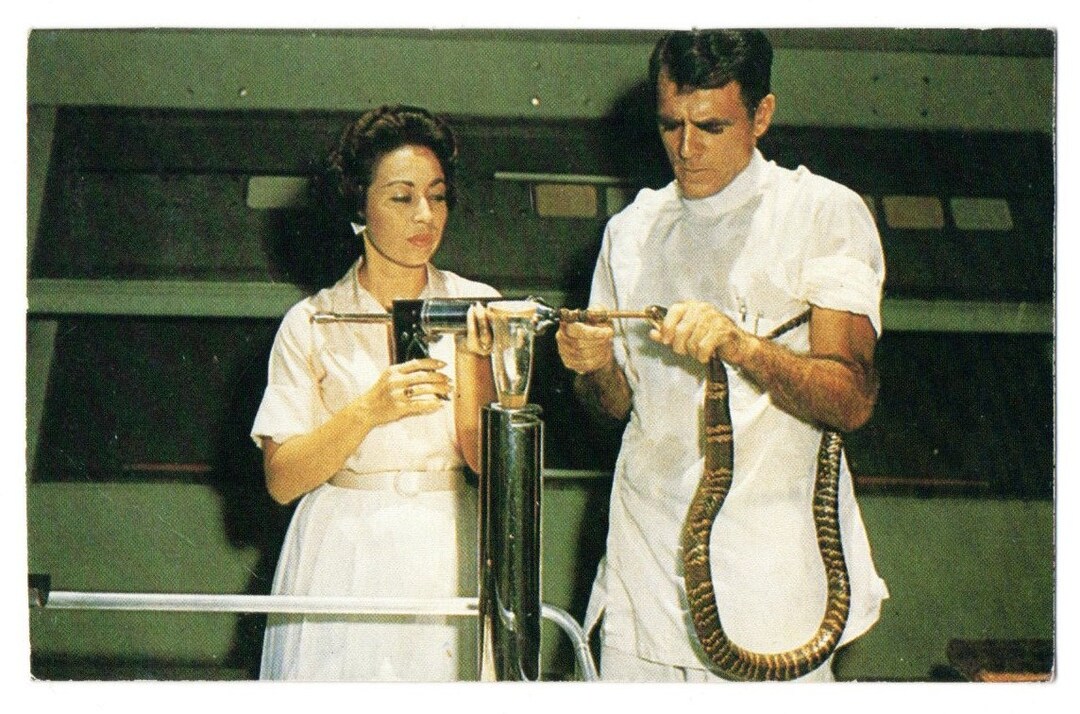 1950s Postcard Snake Doctor Miami FL Serpentarium - Etsy