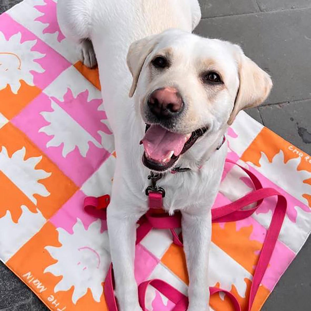 Outdoor Travel Dog Mat – Foldable Portable Dog Mat With Carry Handle ...
