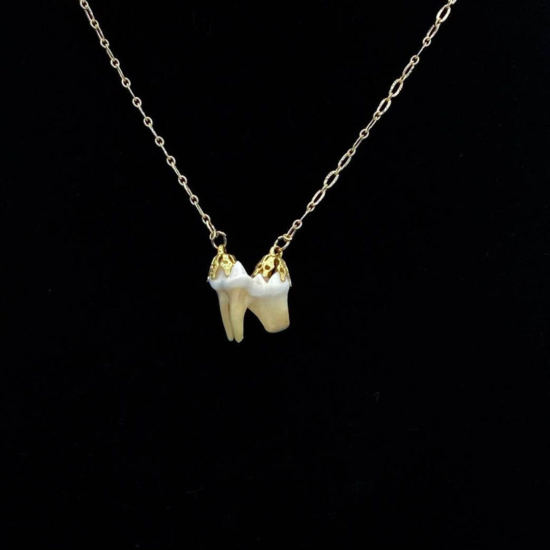 Coyote Tooth Necklace, Animal Bone Jewelry, Taxidermy Necklace, Real ...