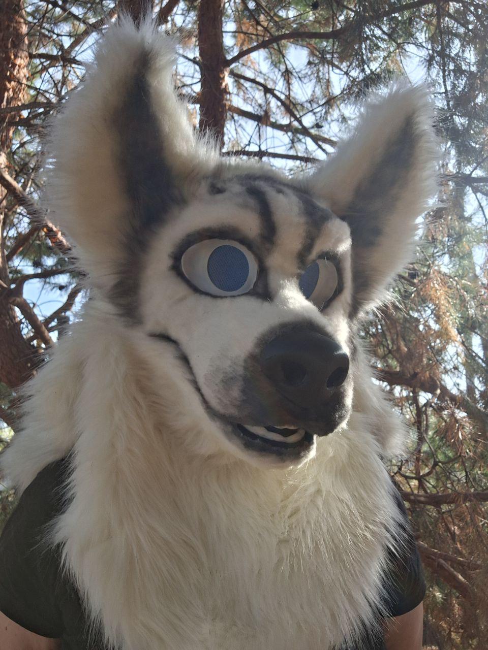 White Gray Husky Fursuit Dog Mask | Realistic Animal Cosplay Head ...