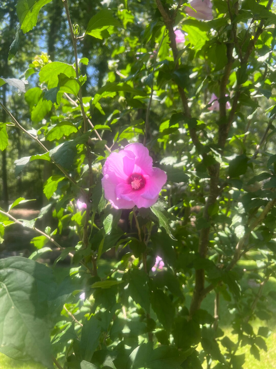 25 Chinese Hibiscus Althea Tree Seeds From Mother in Pics Texas Grown ...