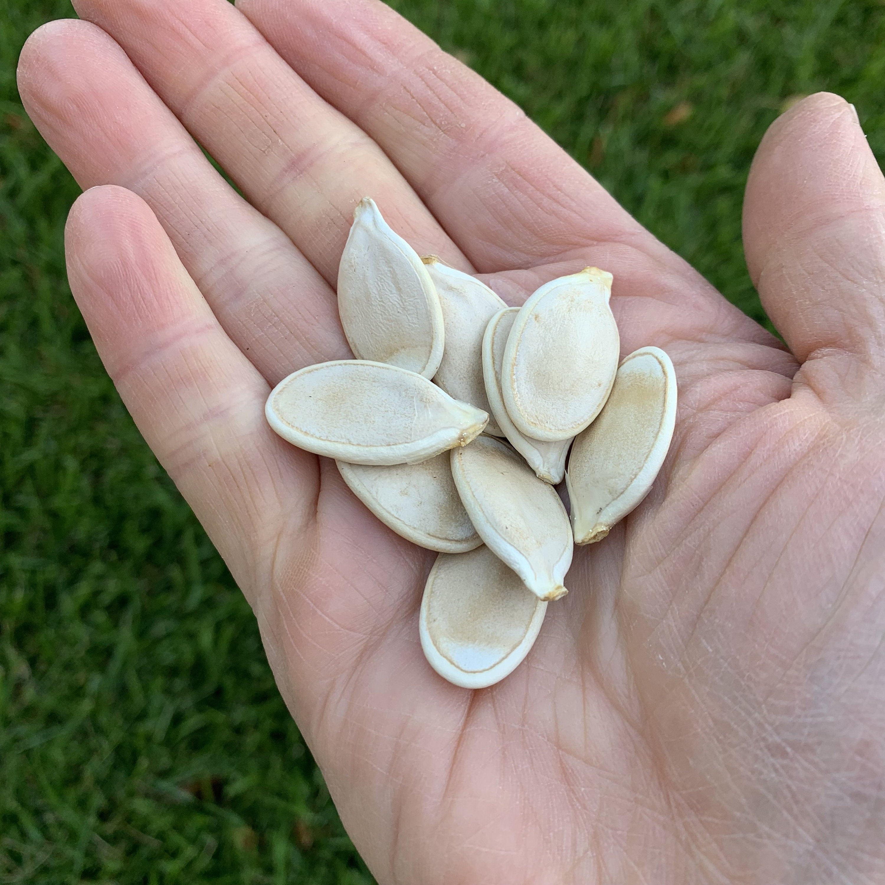 Atlantic Giant Pumpkin Seeds From a BRIGHT Orange 956-pound Pumpkin ...