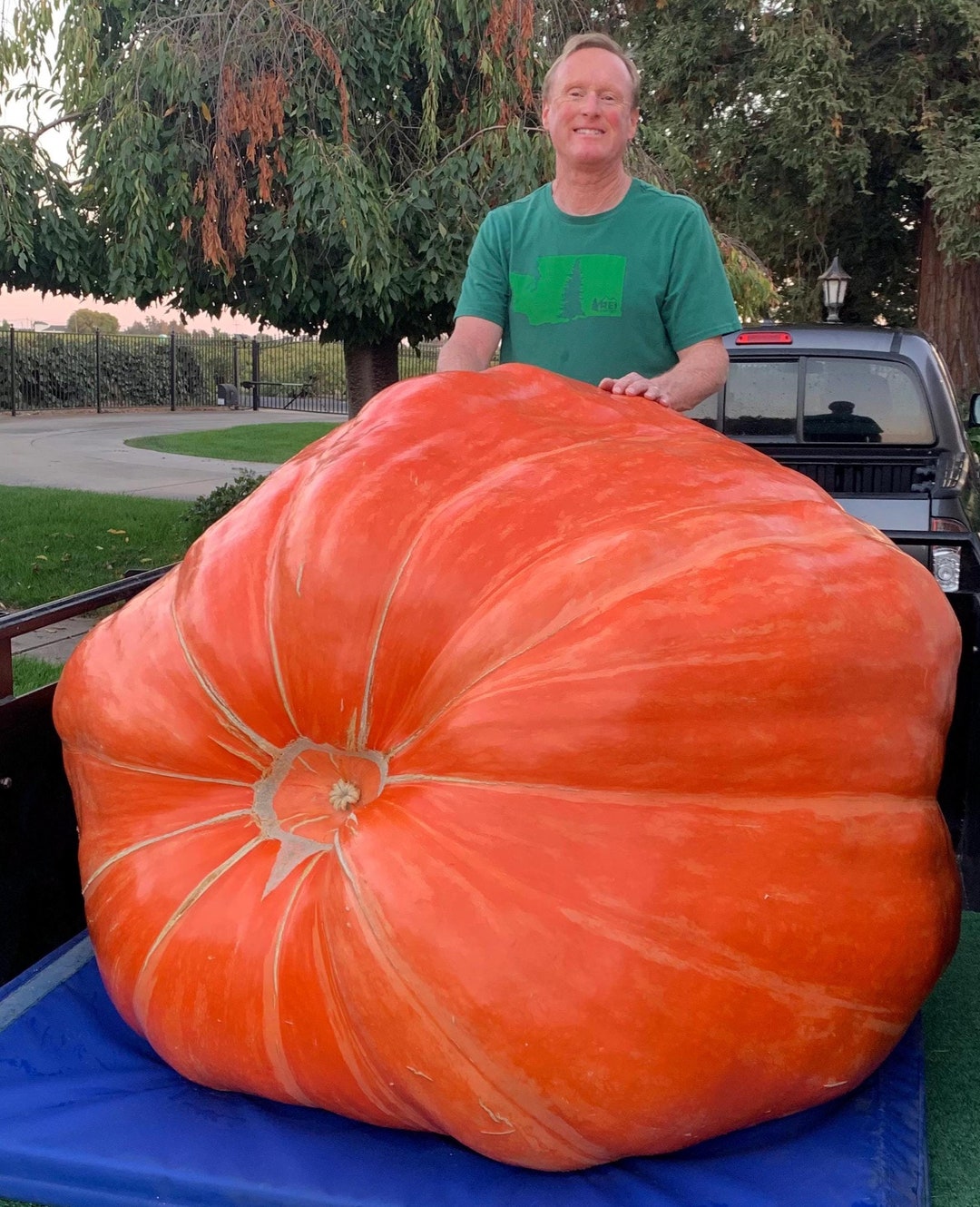 Atlantic Giant Pumpkin Seeds From a BRIGHT Orange 1,073-pound Pumpkin ...