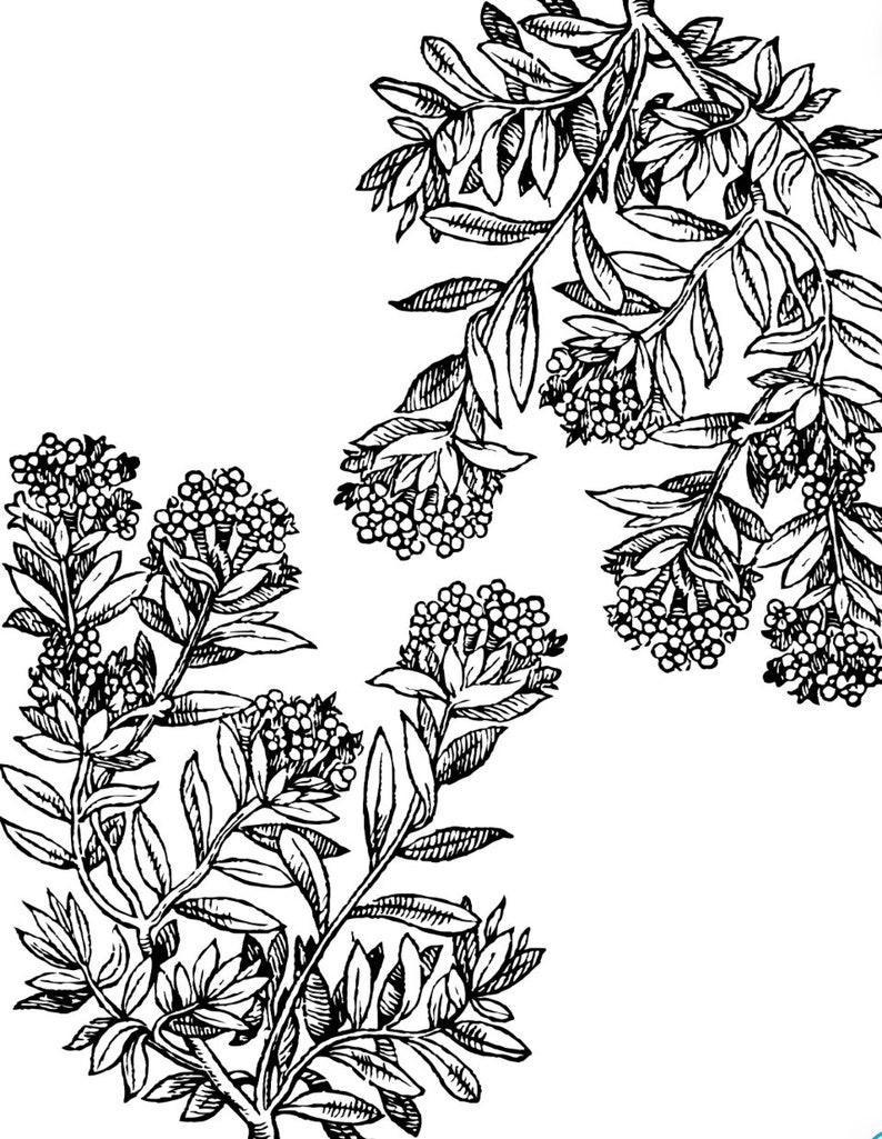 Positive Floral Coloring Pages for Adults Printable 20 Pages - Etsy