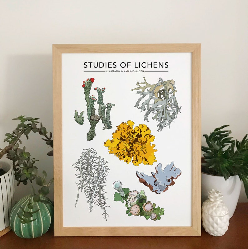 Studies of Lichens Illustrated Print Nature Wall Art - Etsy