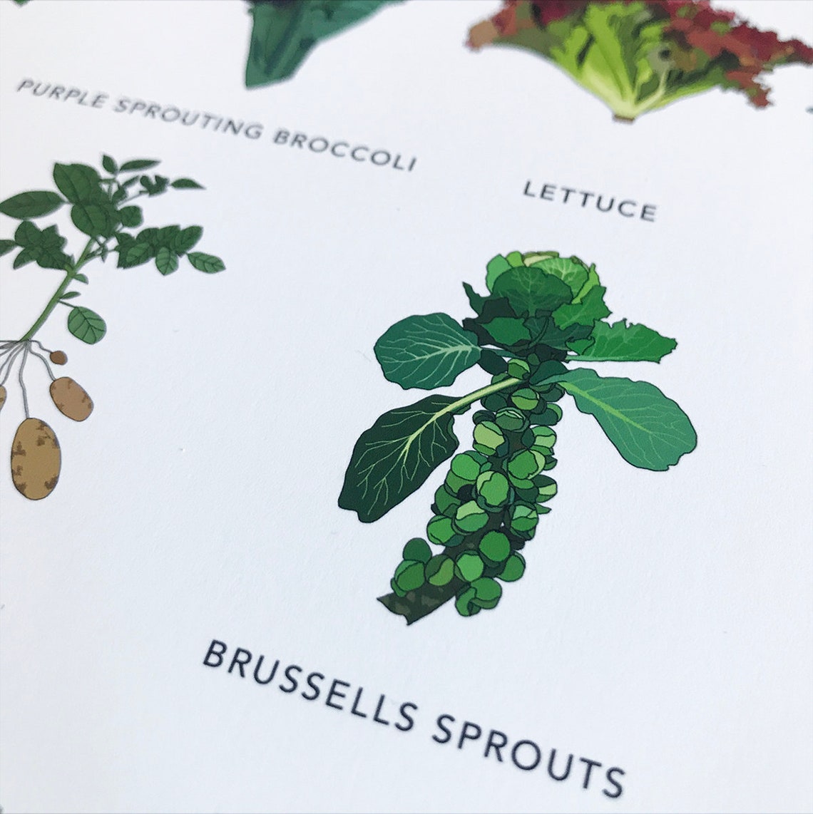 Illustrated 'garden vegetables' print | Etsy