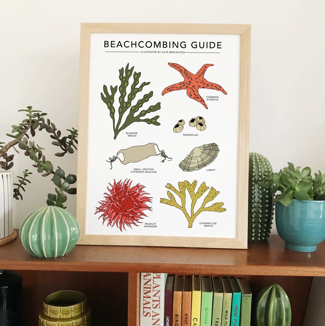 Beachcombing Guide Print Coastal Wildlife Illustrated Poster Beach ...
