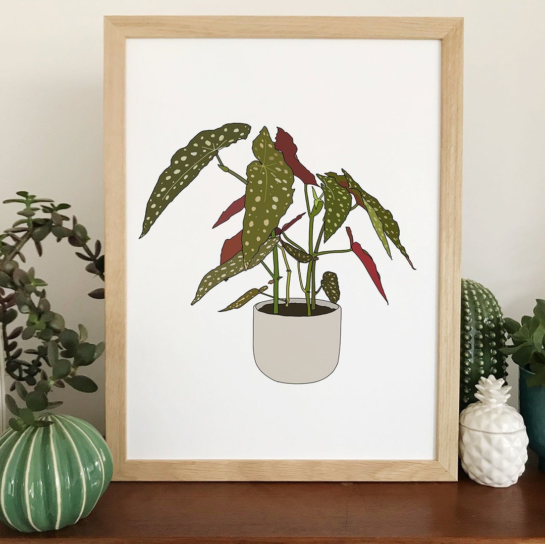 Begonia Plant Print, Original Houseplant Illustration - Etsy UK