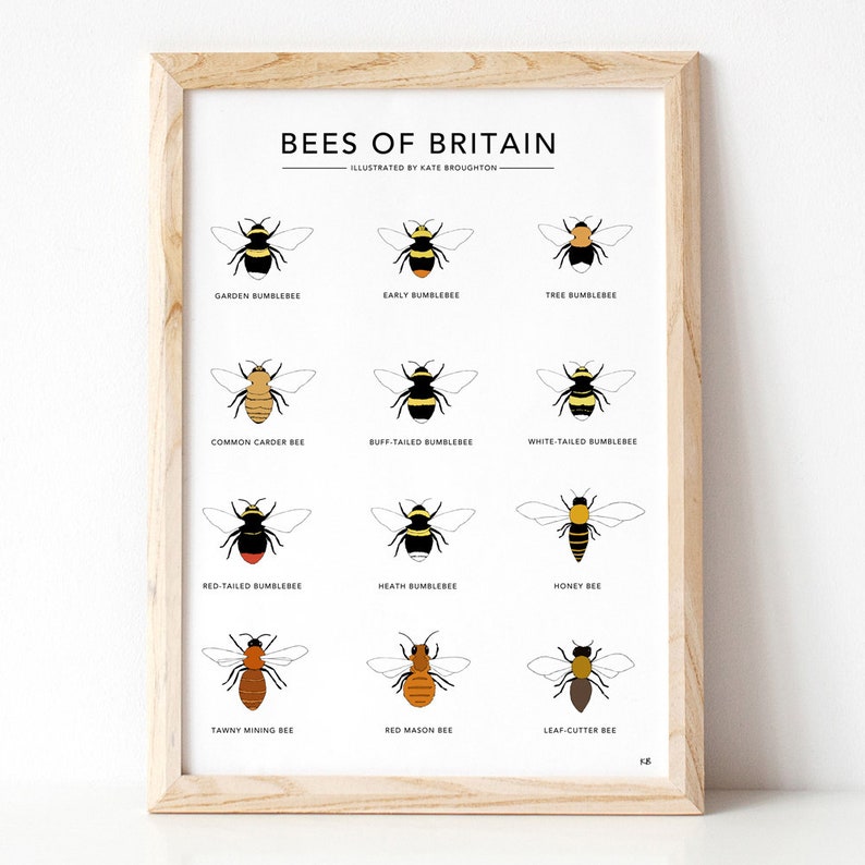 Bee Print Bees of Britain Wildlife Illustration Nature - Etsy UK