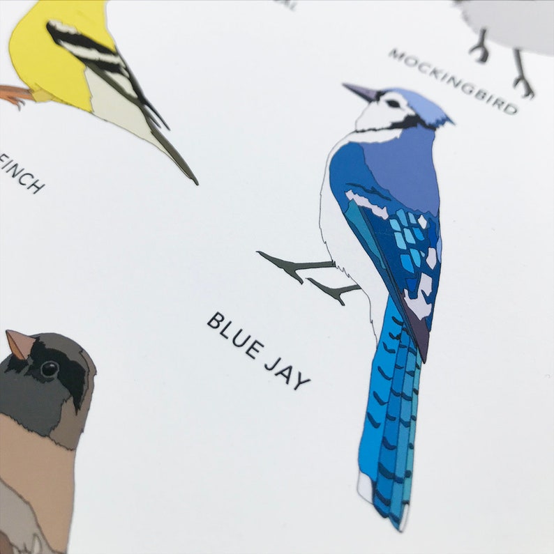 Birds of North America Print Garden Bird Poster - Etsy UK