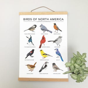 Birds of North America Print Garden Bird Poster - Etsy