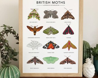 British Insects A4 Identification Chart, Wildlife Card, Bugs Poster ...