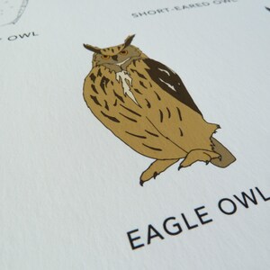 Owls of Britain Print - Owl Wall Art - Illustrated Bird Poster ...