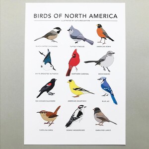 Birds of North America Print Garden Bird Poster - Etsy