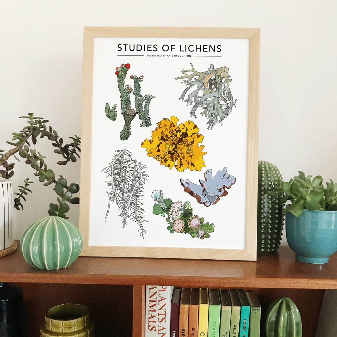 Studies of Lichens Illustrated Print Nature Wall Art - Etsy