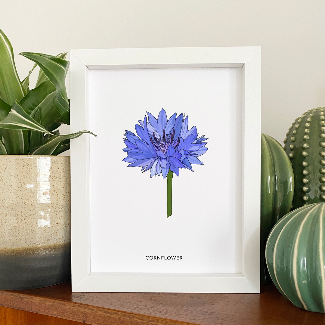Cornflower Illustrated Wildflower Print Small A5 Print - Etsy UK