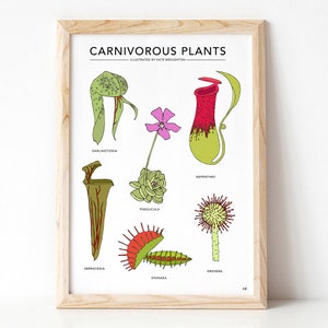 Carnivorous Plants Print - Etsy