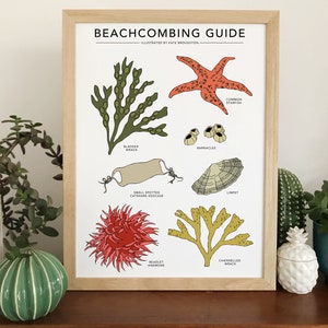 Beachcombing Guide Print Coastal Wildlife Illustrated Poster Beach ...