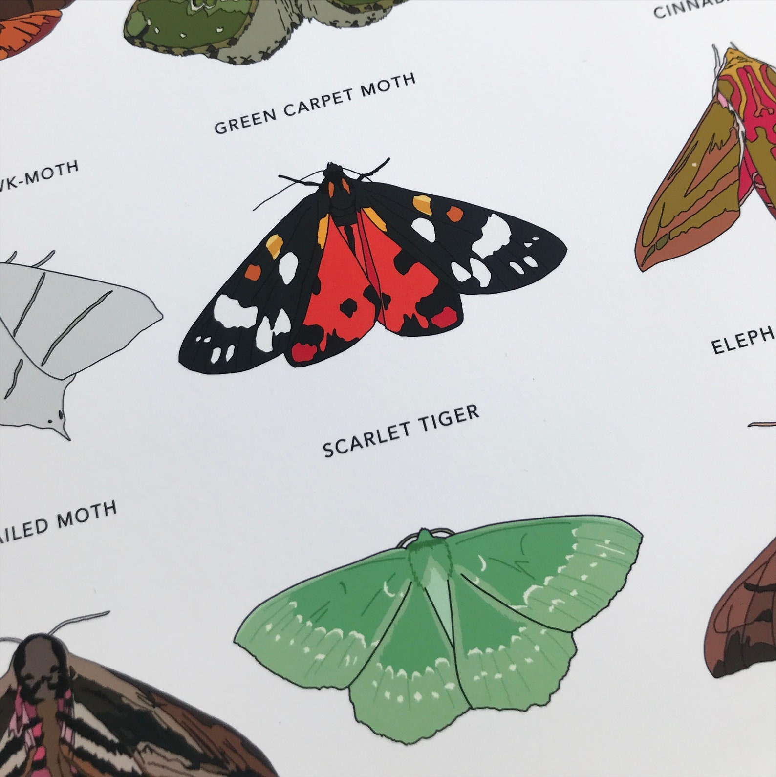 British Moths Print Nature Poster / Wall Art - Etsy
