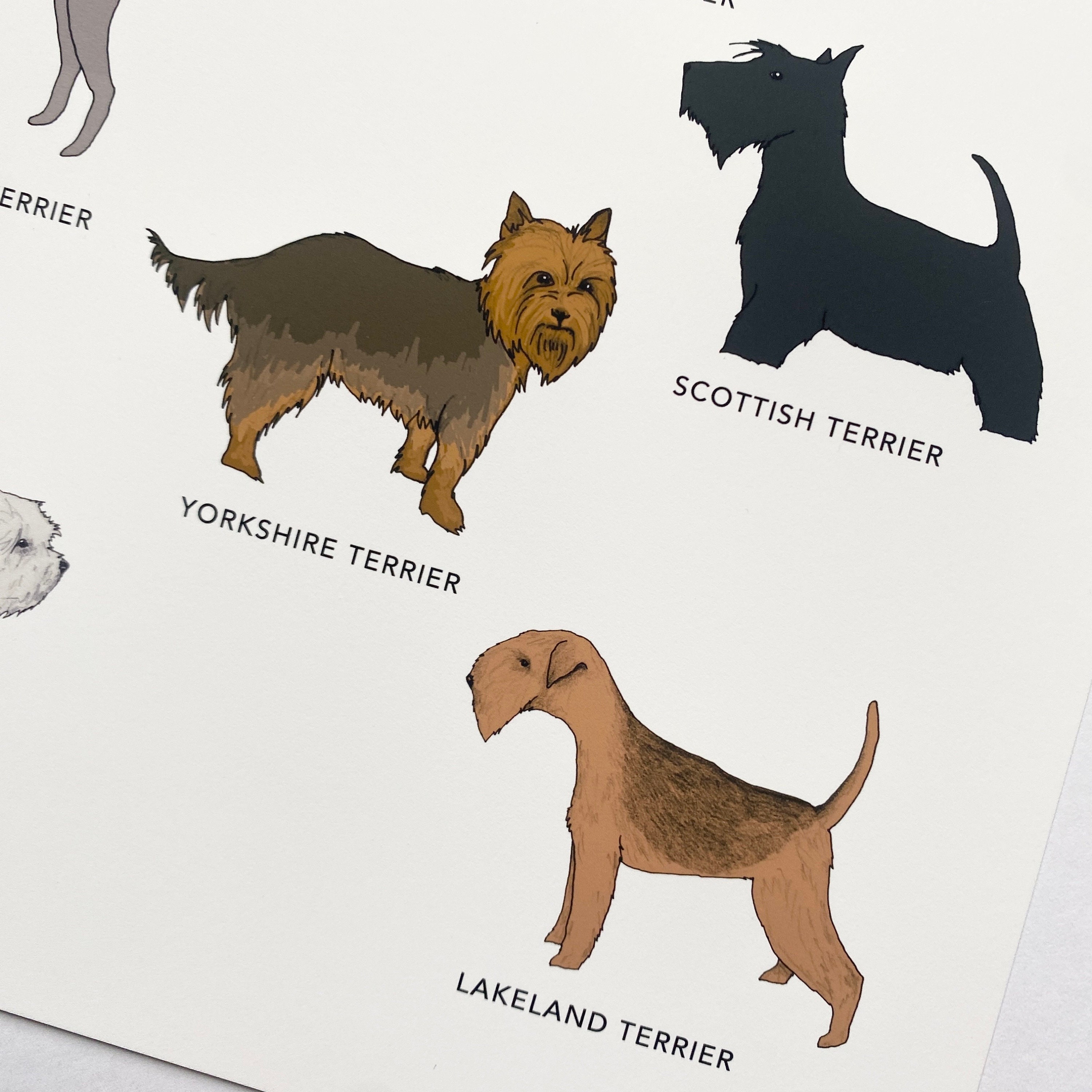 Terrier Dog Breed Chart