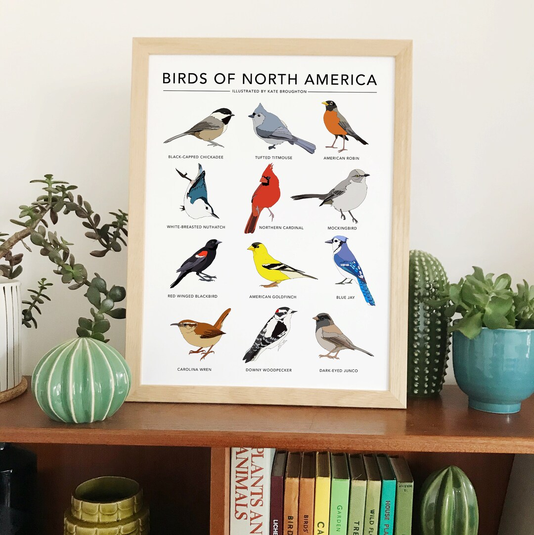 Birds of North America Print Garden Bird Poster - Etsy