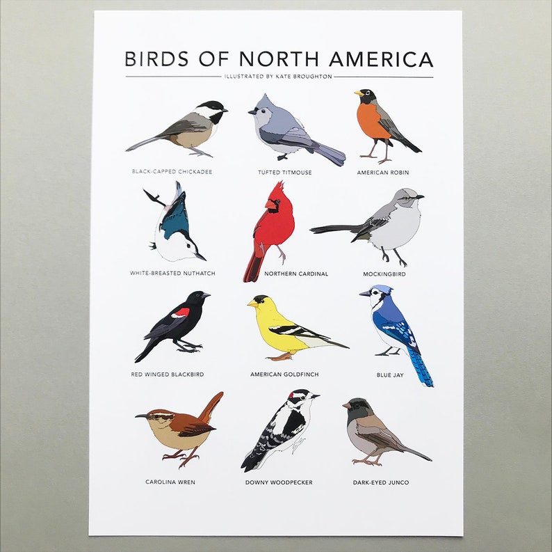 Birds of North America Print Garden Bird Poster - Etsy