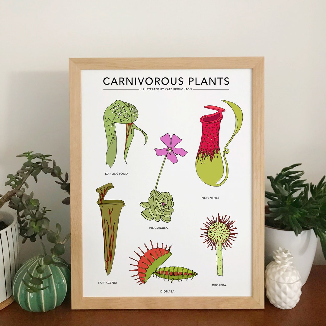 Carnivorous Plants Print - Etsy