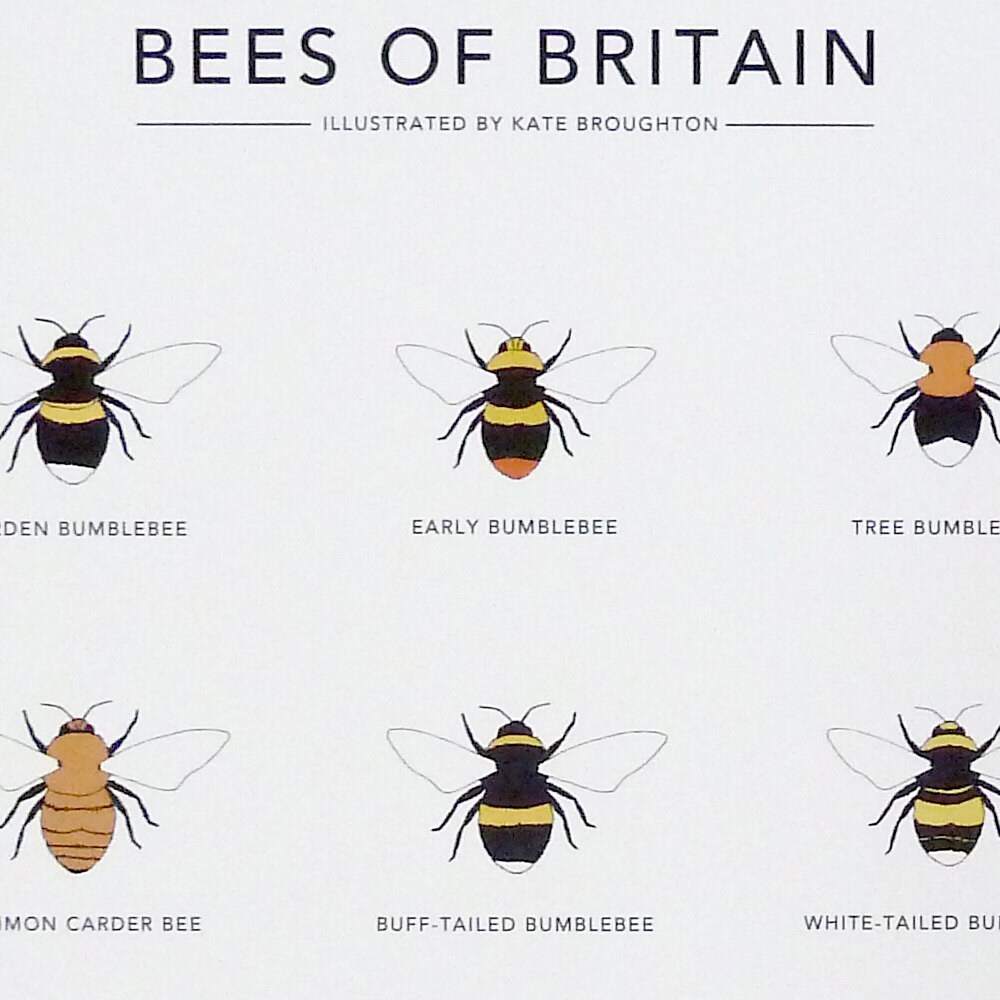 Bee Print Bees of Britain Wildlife Illustration Nature - Etsy UK