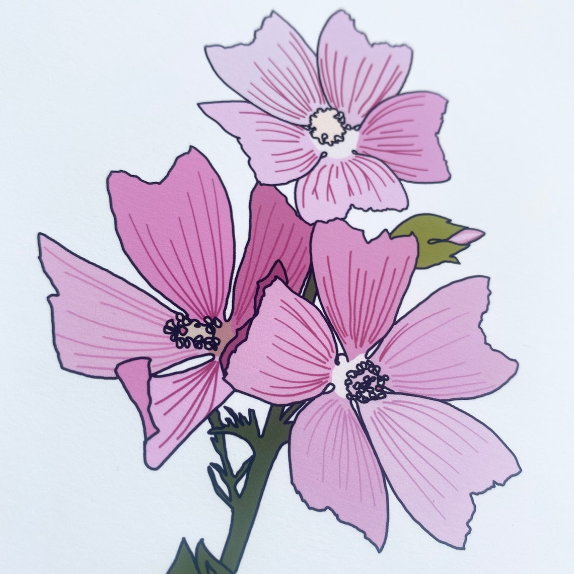 Musk Mallow Illustrated Wildflower Print Small A5 Print - Etsy