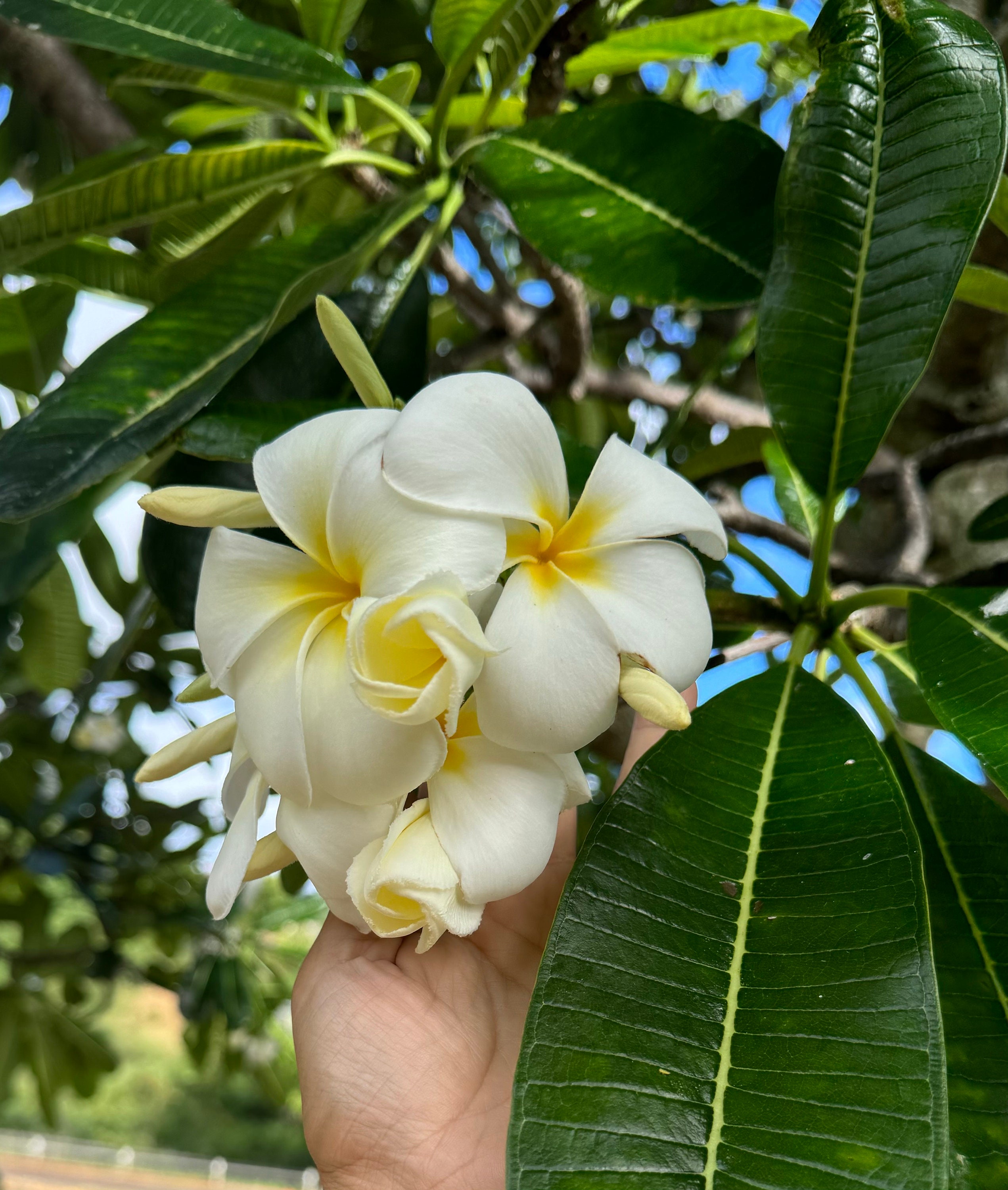 White Hawaiian Plumeria Cutting From Oahu, Hawaii - Etsy