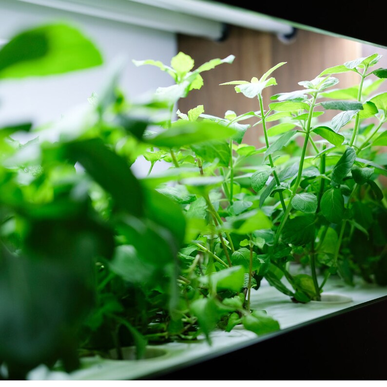 Hydroponic System Desktop Garden Starter Kit - Etsy
