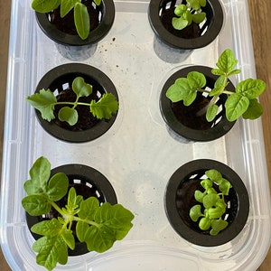 Hydroponic System Desktop Garden Starter Kit - Etsy Canada