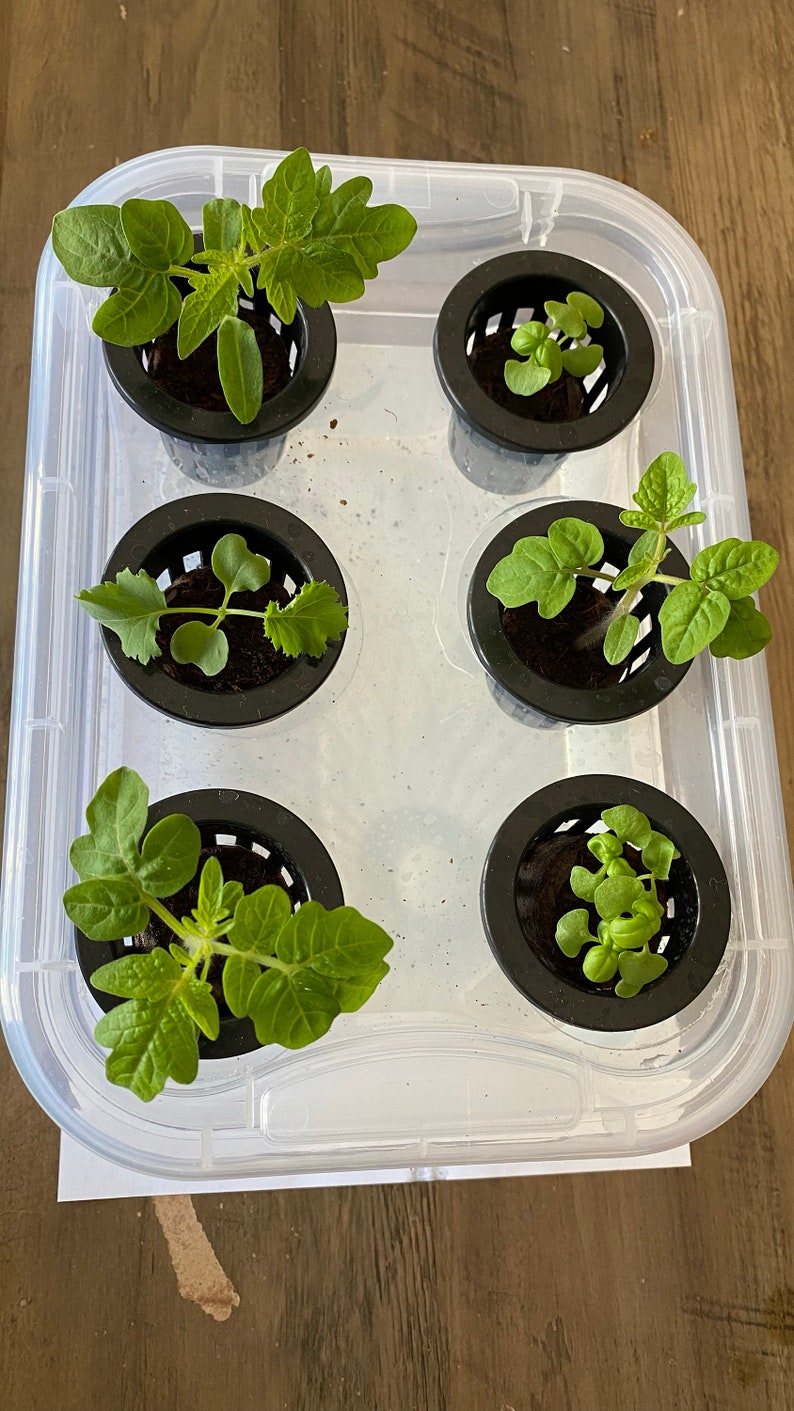 Hydroponic System Desktop Garden Starter Kit - Etsy
