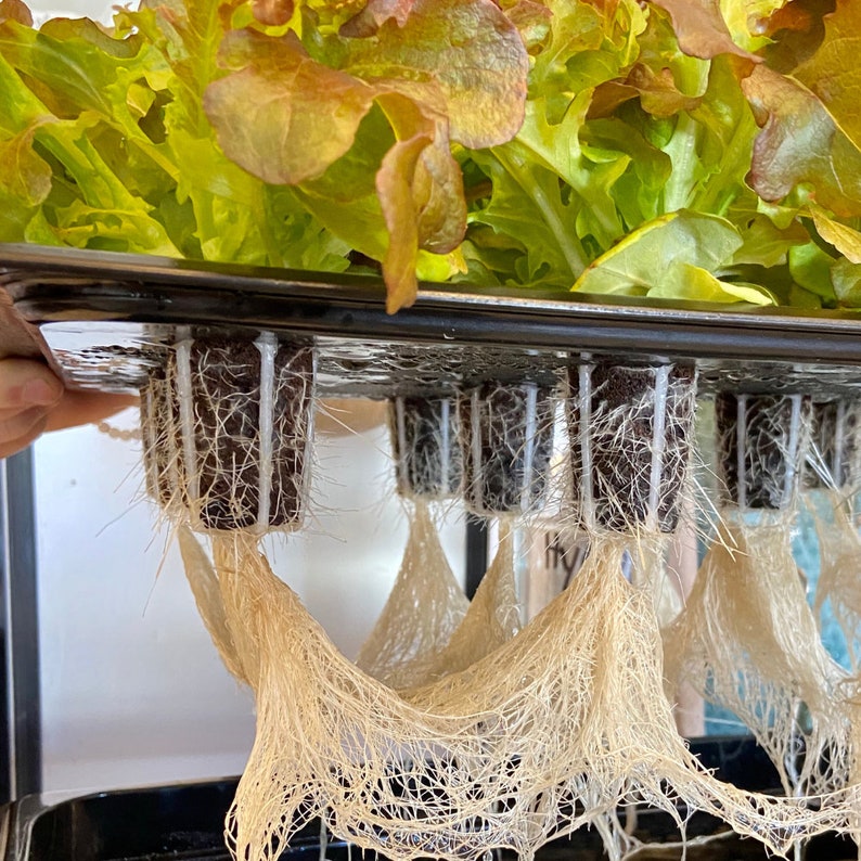 Hydroponic System Desktop Garden Starter Kit - Etsy