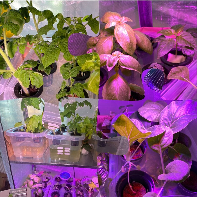 Hydroponic System Desktop Garden Starter Kit - Etsy