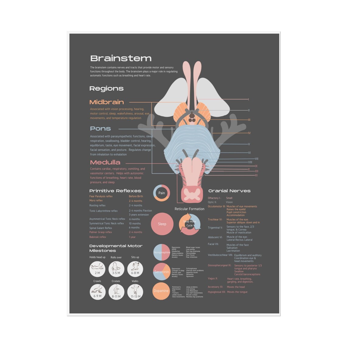 Brainstem Poster With Primitive Reflexes and Cranial Nerves - Etsy