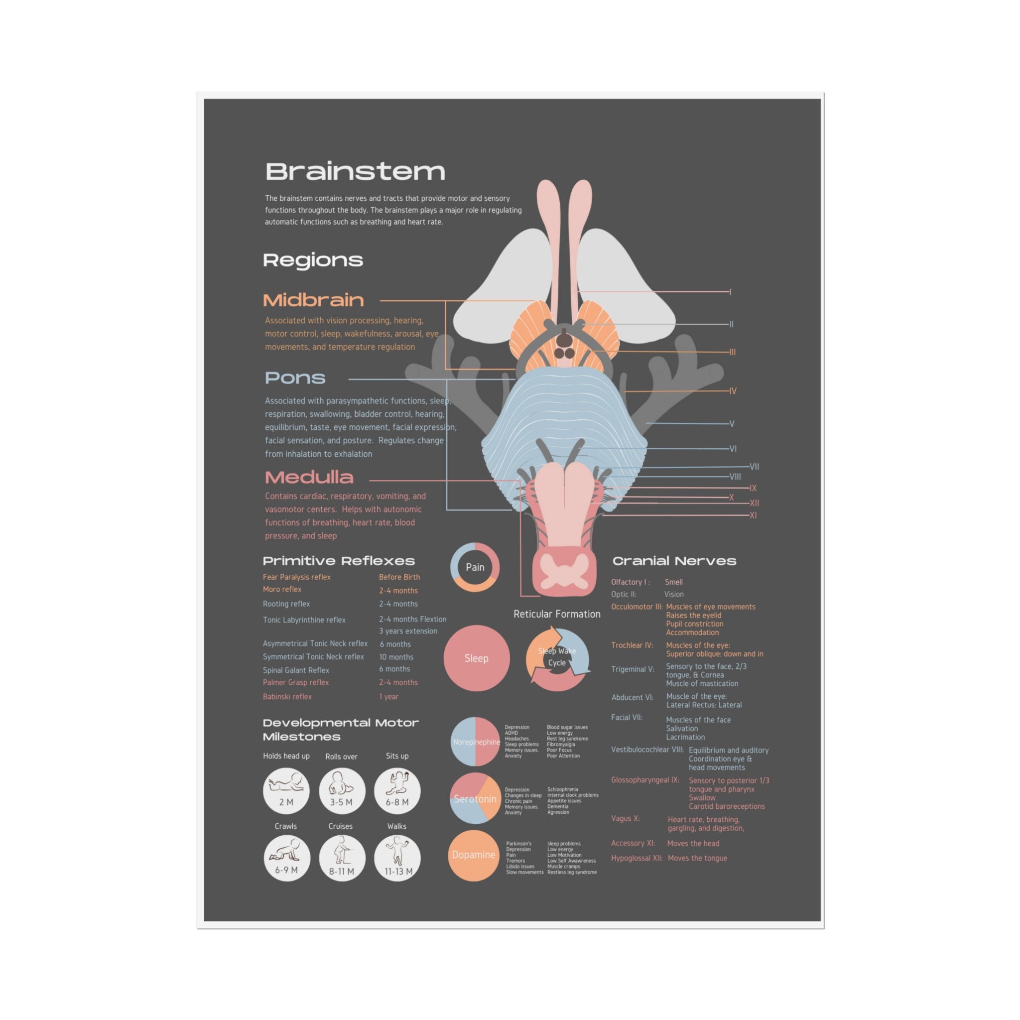 Brainstem Poster With Primitive Reflexes and Cranial Nerves - Etsy