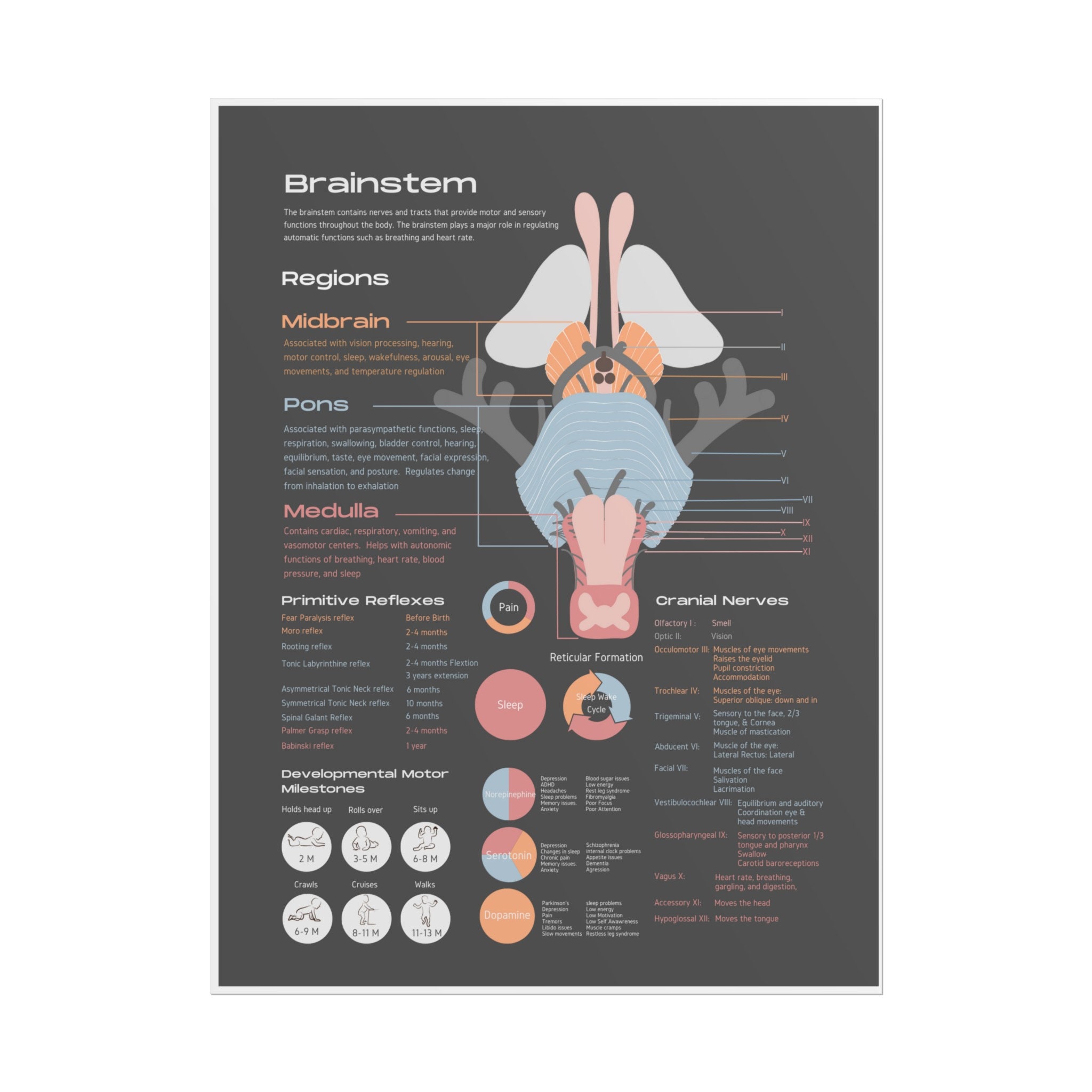 Brainstem Poster With Primitive Reflexes and Cranial Nerves - Etsy