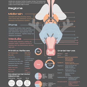 Primitive Reflexes, Primitive Brain, and Cranial Nerves - Etsy