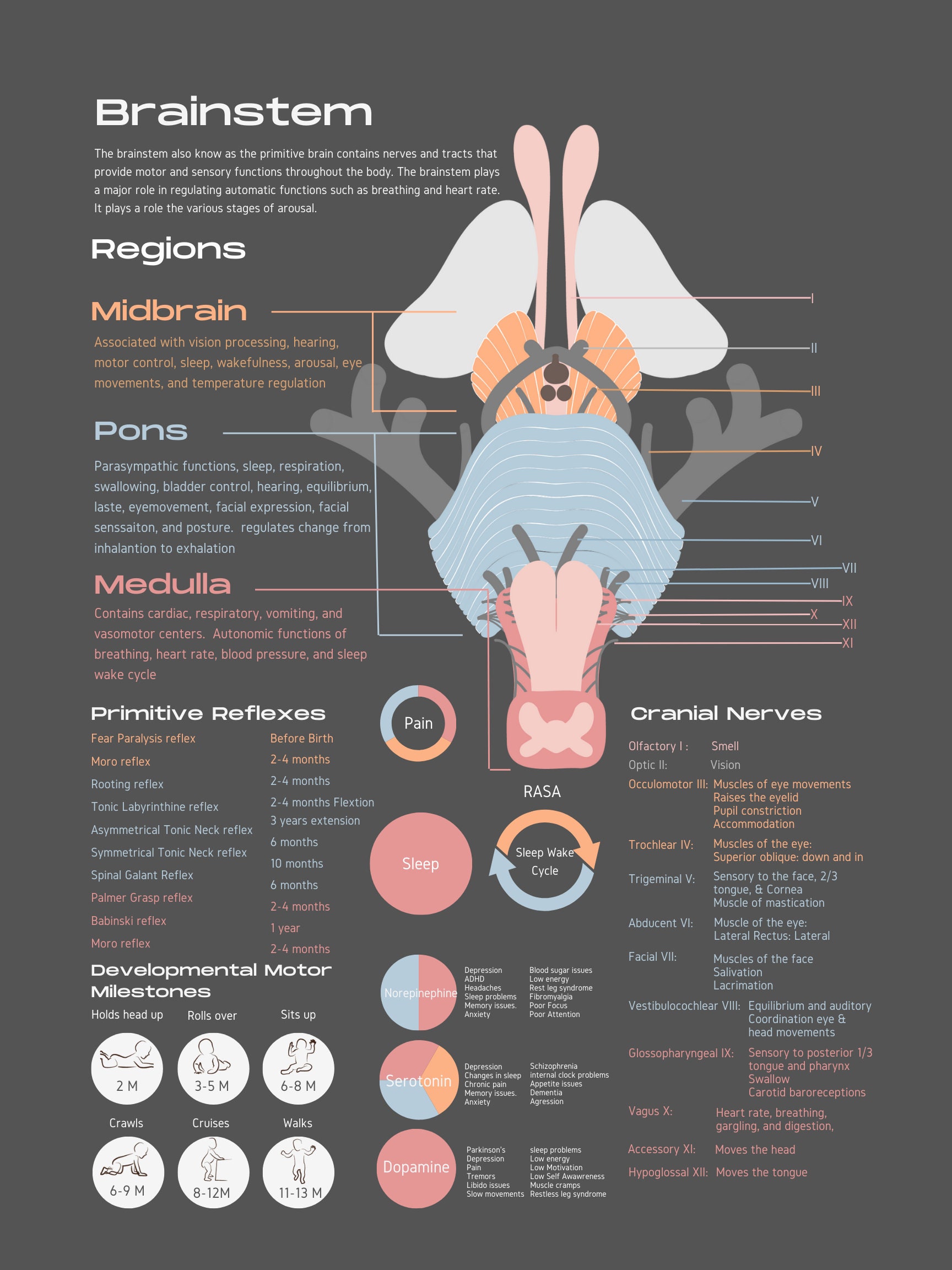 Primitive Reflexes, Primitive Brain, and Cranial Nerves - Etsy