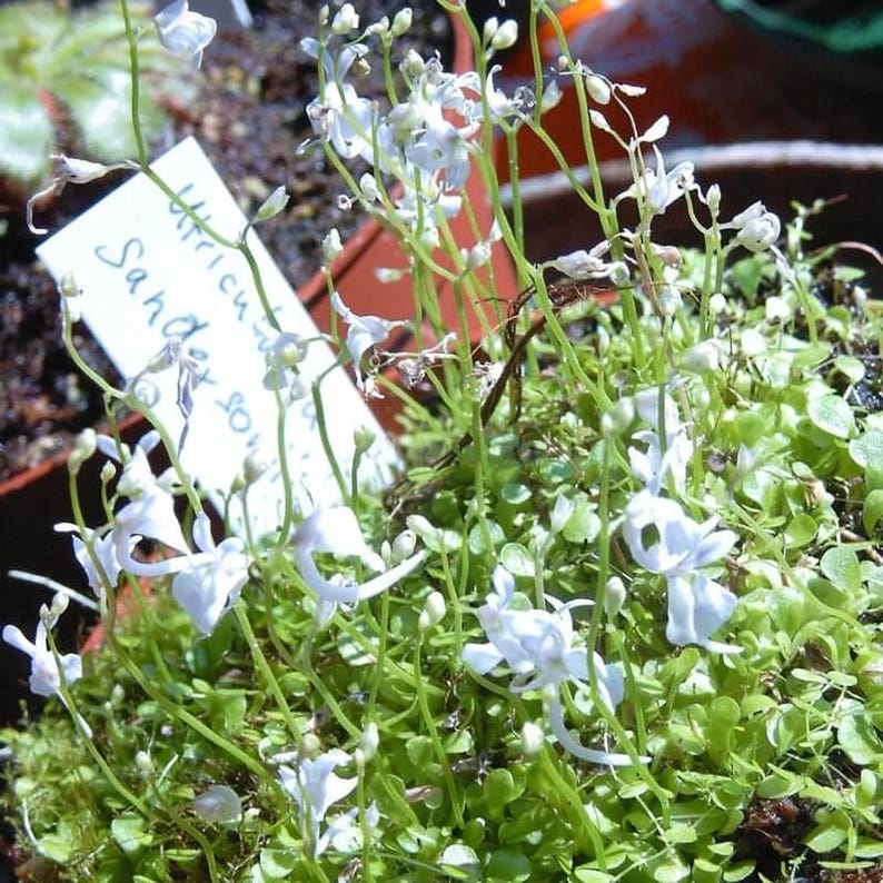 Utricularia Sandersonii (live Carnivorous Bladderwort) - Easy Care Bug ...