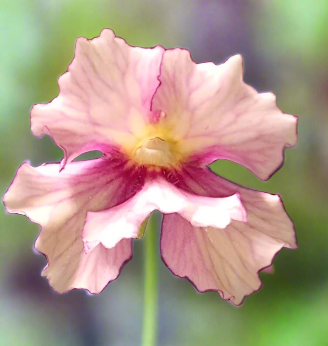 Pinguicula Razzberry Blonde (live Carnivorous Butterwort) Easy Care Bug ...
