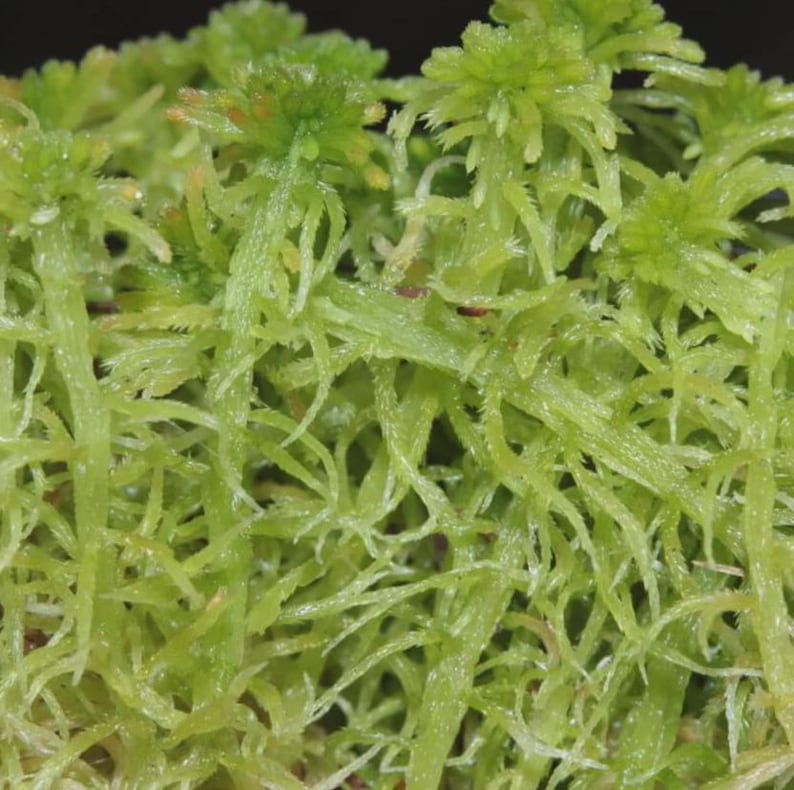 Live Long Fiber Sphagnum Moss | Premium Terrarium, Orchid & Carnivorous ...