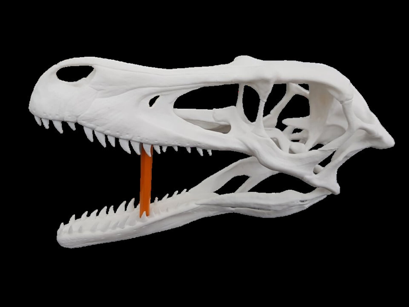Velociraptor Skull True Size Stl File - Etsy