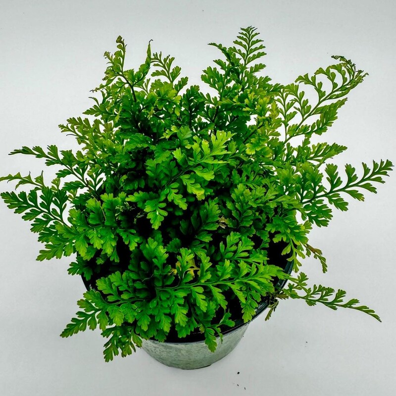 Rabbit Foot Fern - Etsy